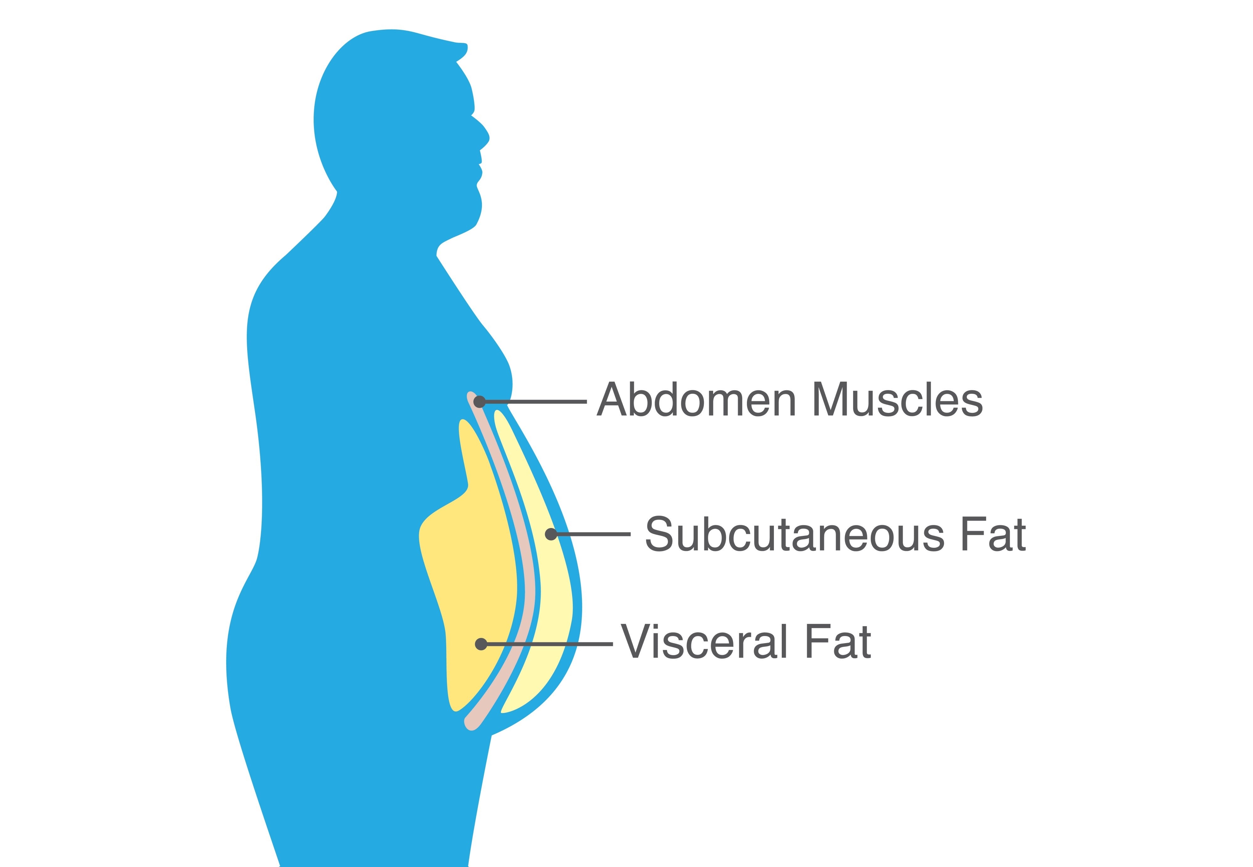Visceral Fat: The Dangerous Hidden Fat Around Your Organs (Health Risks ...